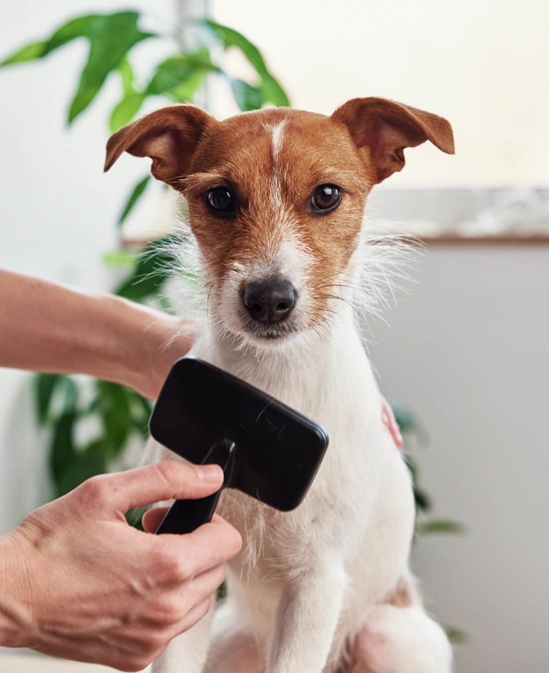 Pet Grooming Services | Nazareth Veterinary Center